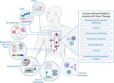 Frontiers | Organoids and microphysiological systems: Promising models for accelerating AAV gene ...